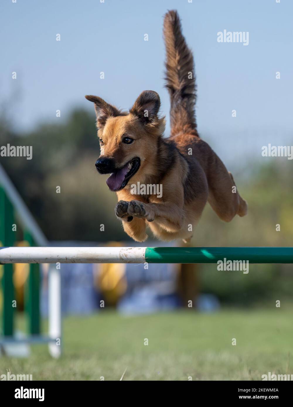 Dog jumping agility competition Stock Photo - Alamy