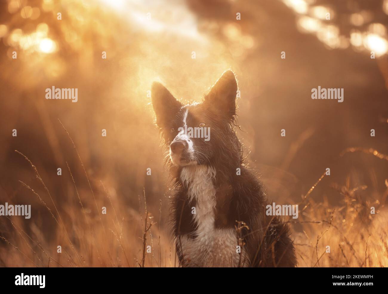 male Border Collie Stock Photo - Alamy