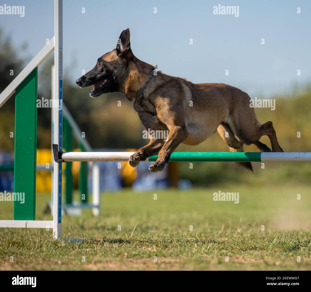 Dog jumping agility competition Stock Photo - Alamy
