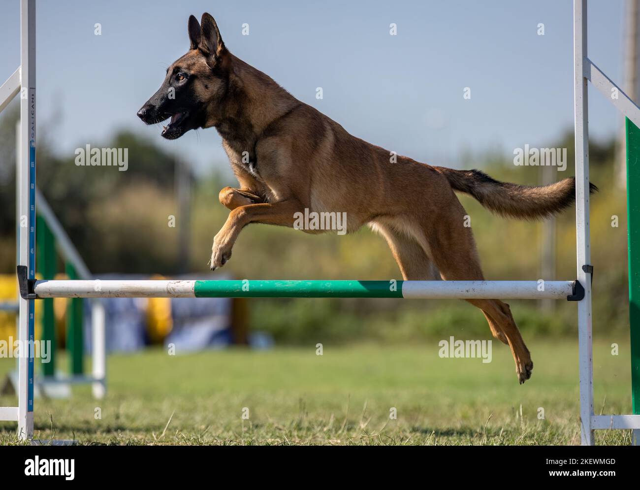 Dog jumping agility competition Stock Photo - Alamy
