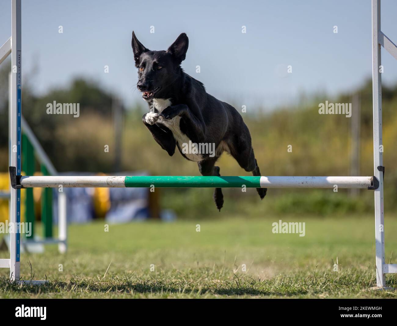 Dog jumping agility competition Stock Photo - Alamy