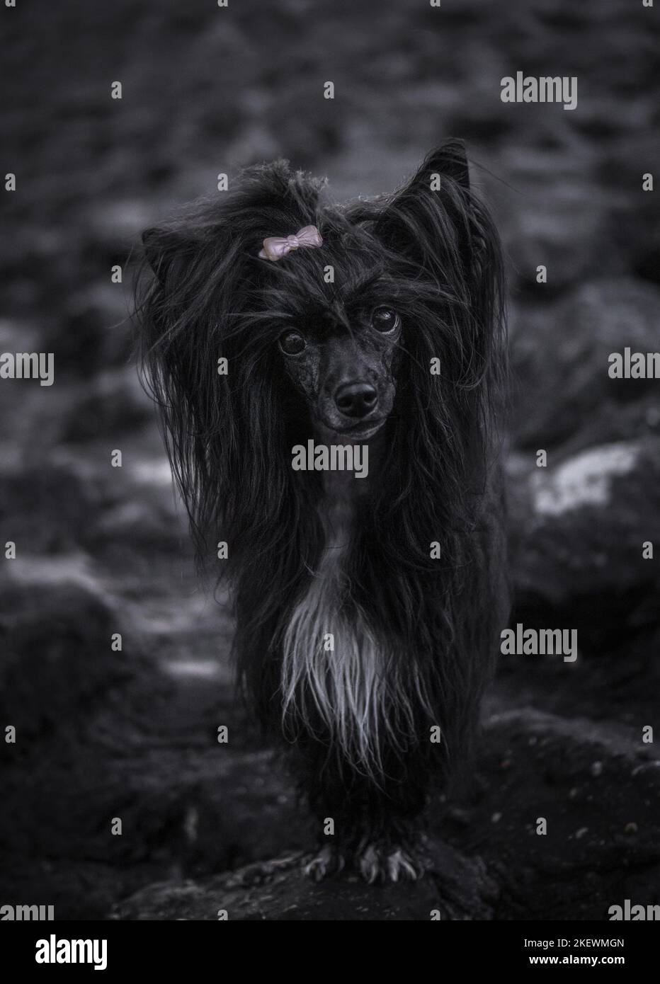 black Chinese Crested Powderpuff Stock Photo - Alamy