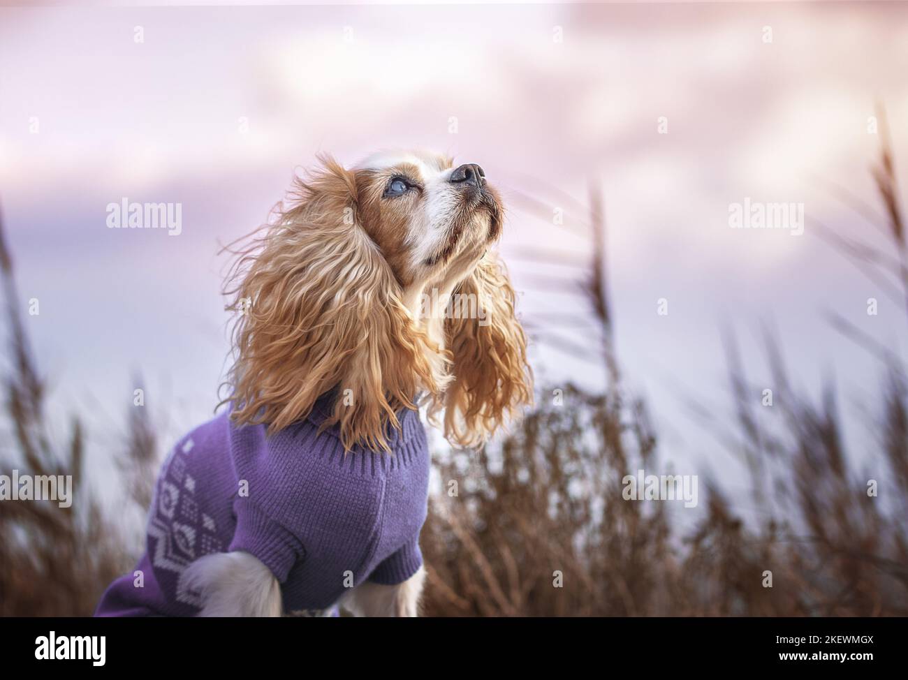 male English Cocker Spaniel Stock Photo - Alamy