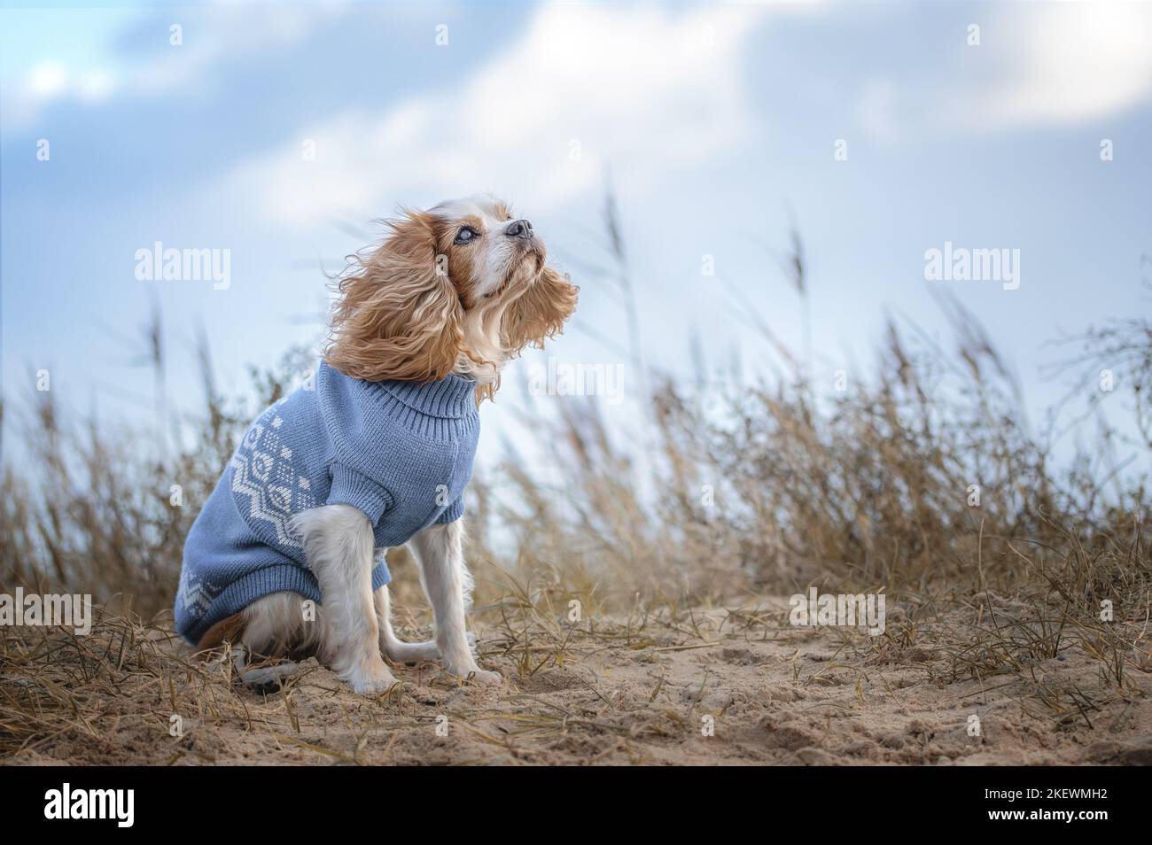 male English Cocker Spaniel Stock Photo - Alamy