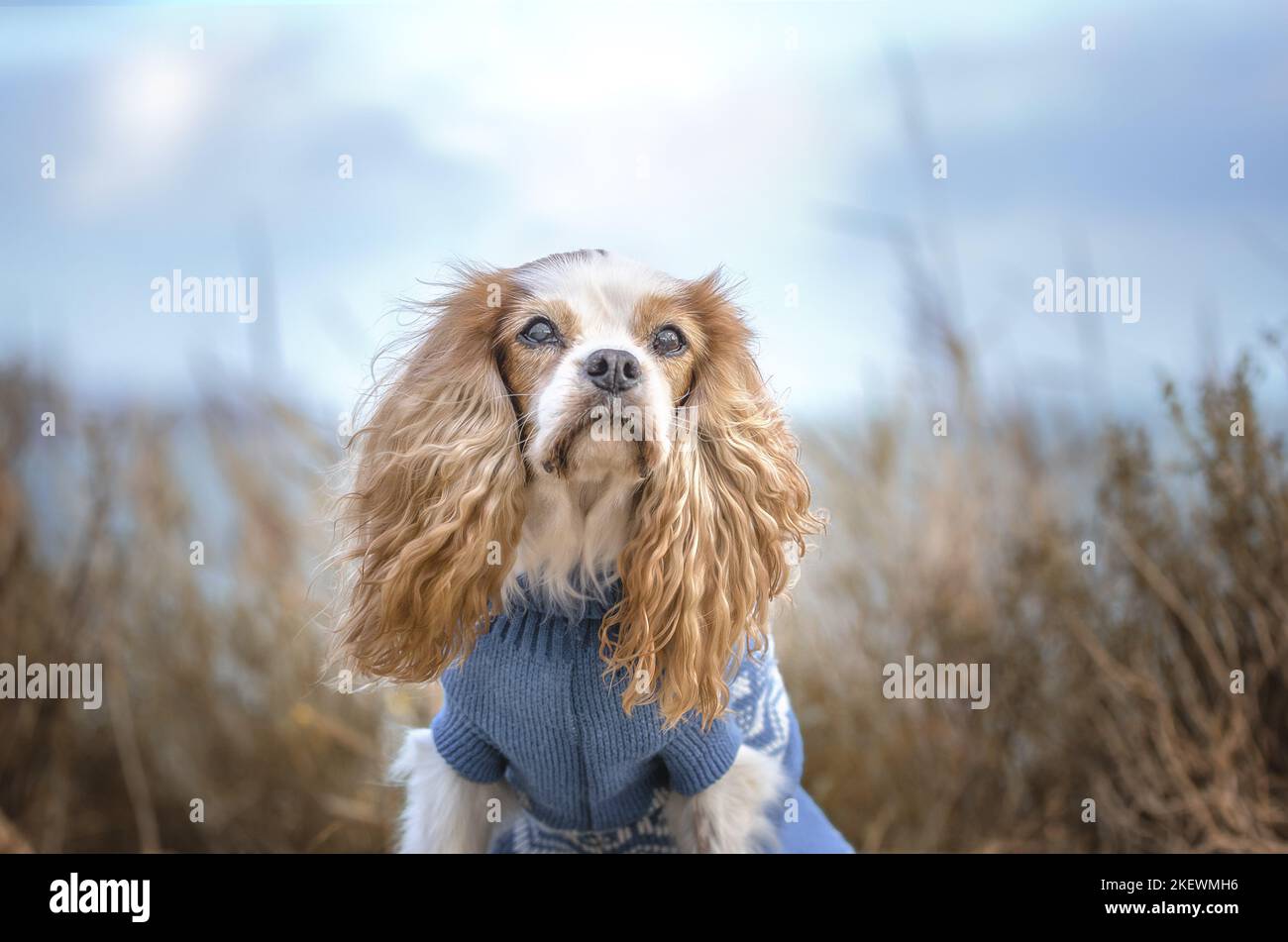 male English Cocker Spaniel Stock Photo - Alamy