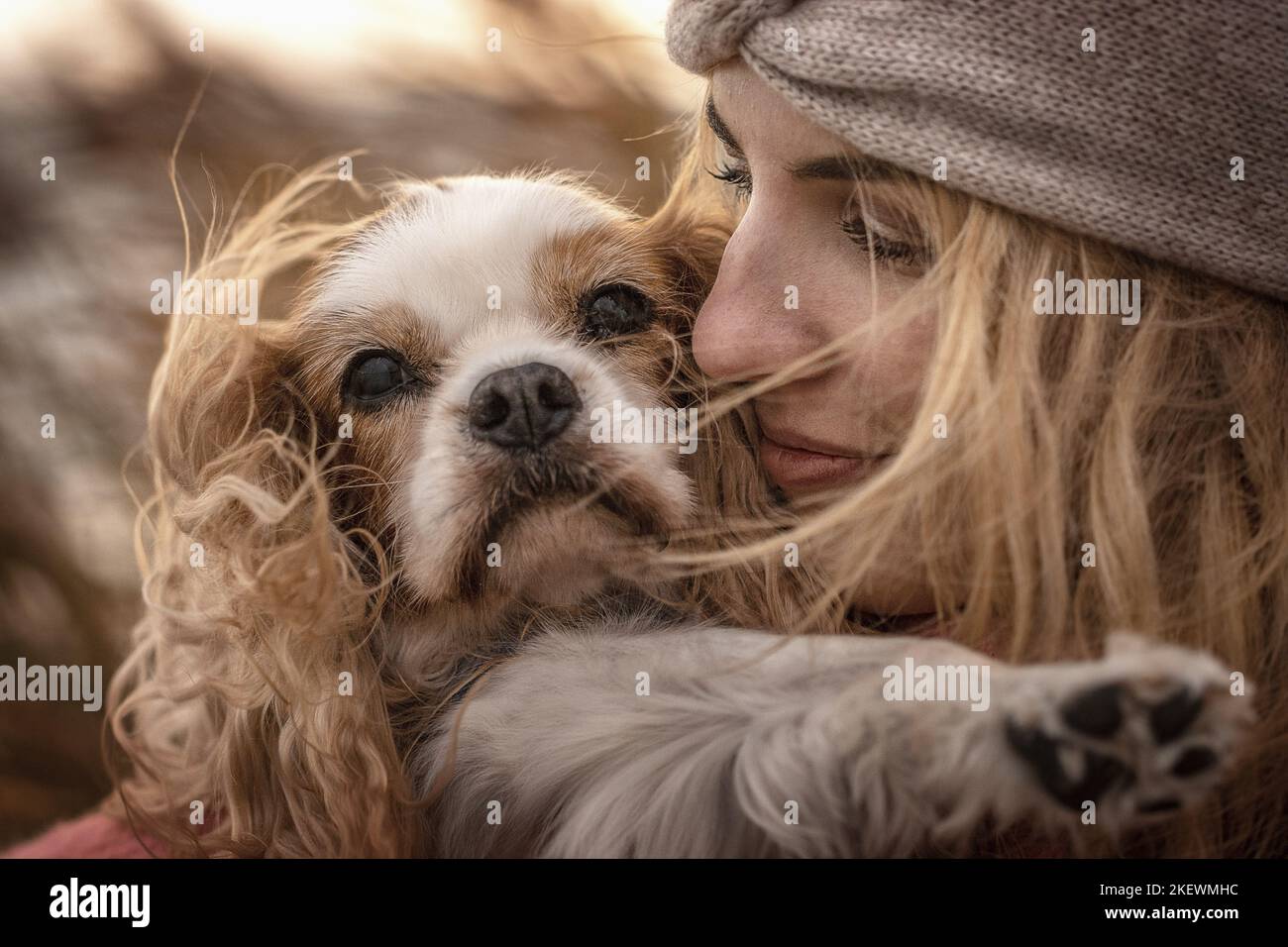 male English Cocker Spaniel Stock Photo - Alamy