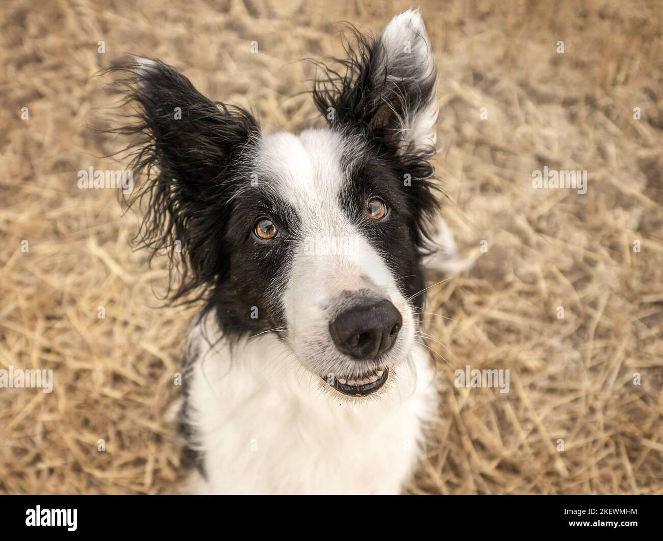 male Border Collie Stock Photo - Alamy