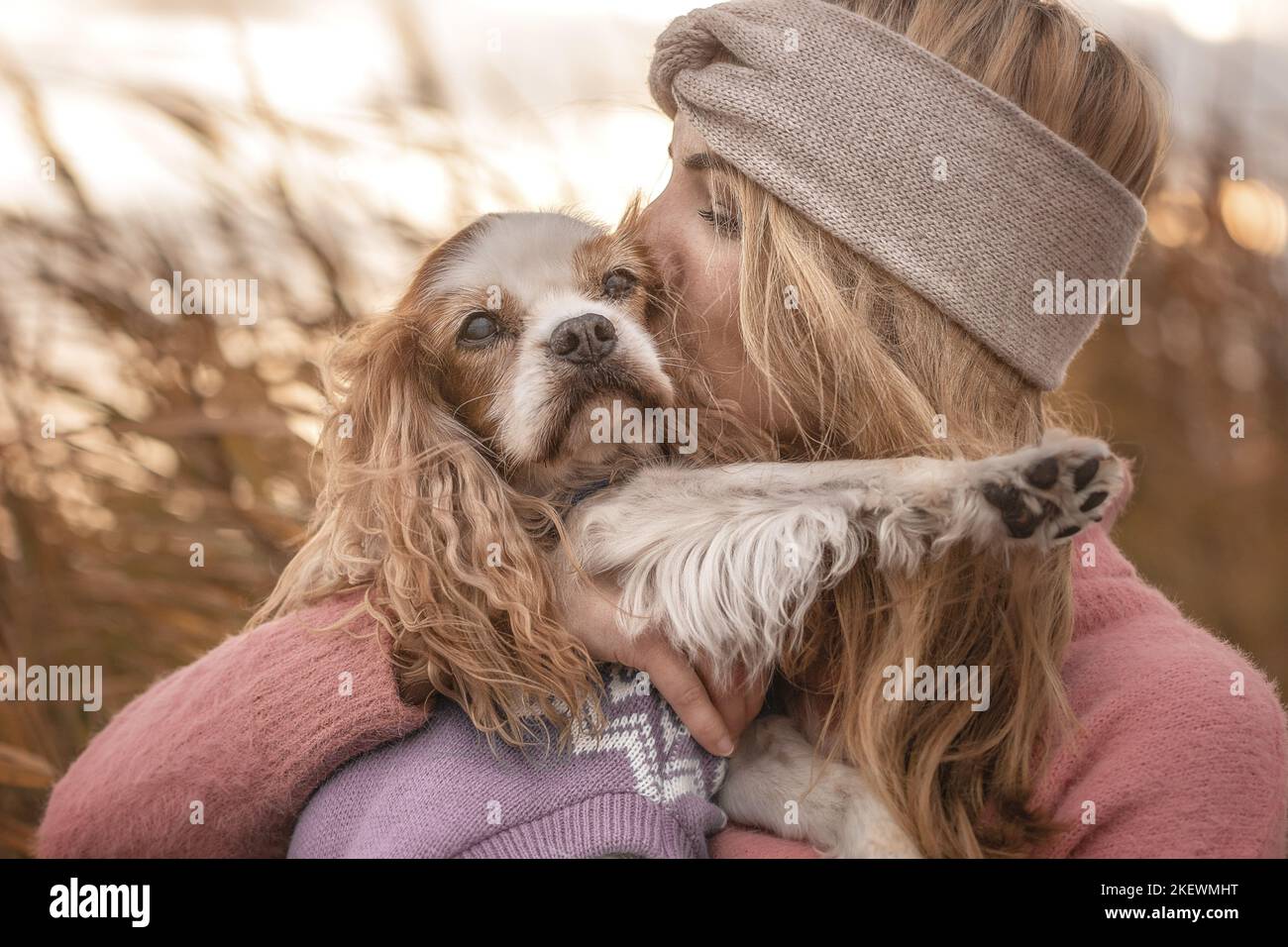 male English Cocker Spaniel Stock Photo - Alamy