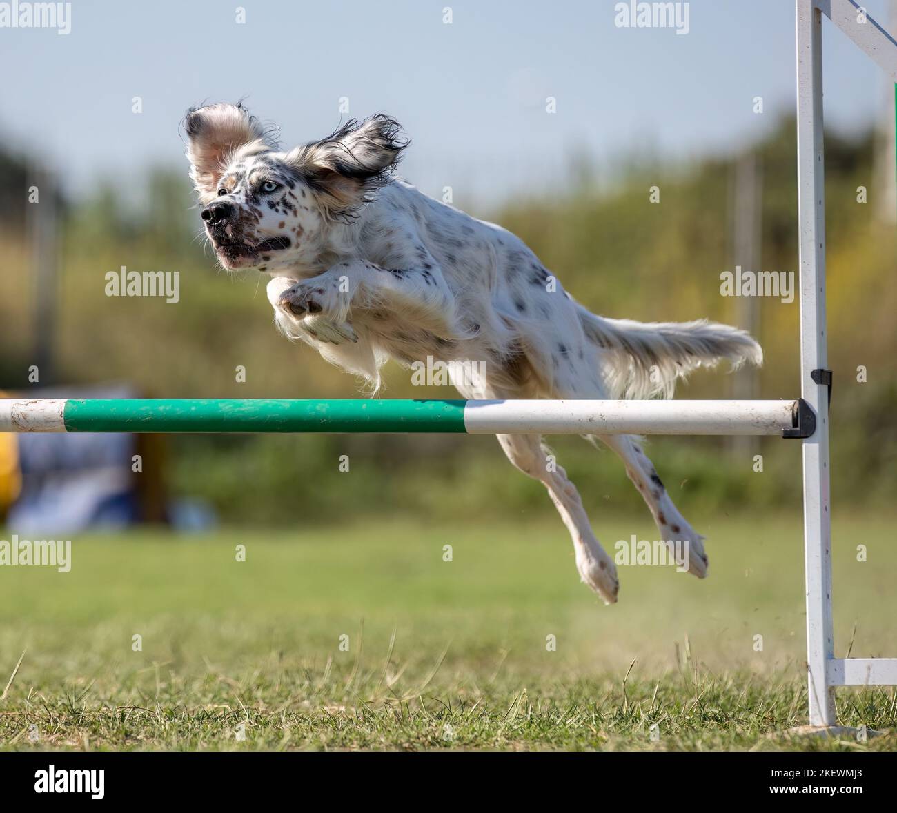 Dog jumping agility competition Stock Photo - Alamy