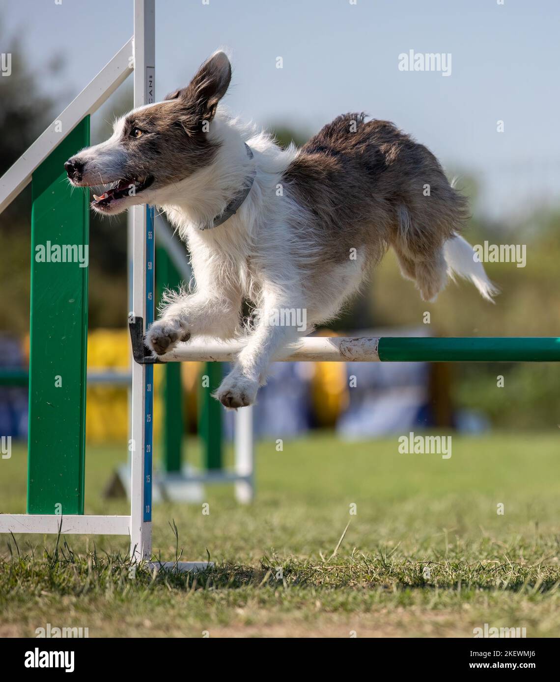 Dog jumping agility competition Stock Photo - Alamy