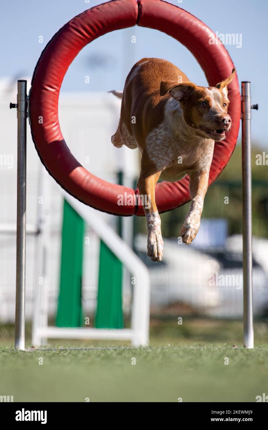 Dog jumping agility competition Stock Photo - Alamy