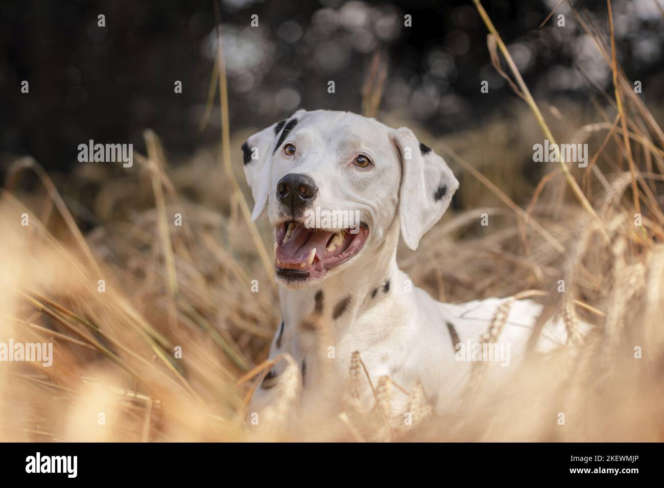 Male dalmatian hi-res stock photography and images - Alamy