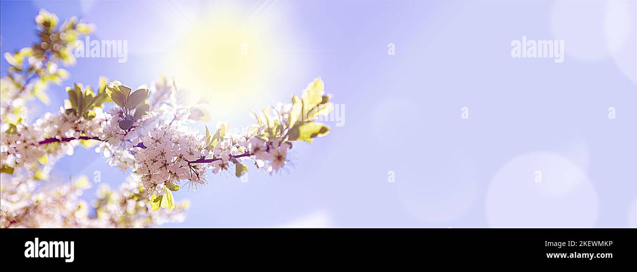 Cherry blossom in spring Stock Photo - Alamy