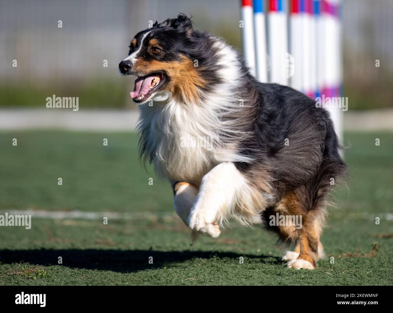 Dog jumping agility competition Stock Photo - Alamy