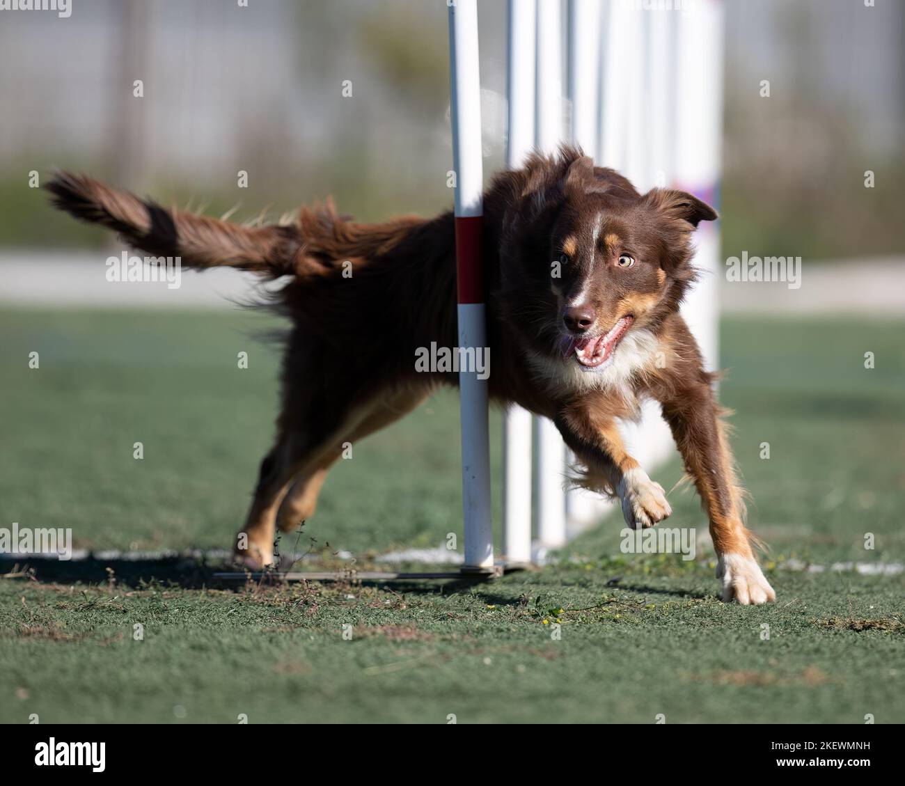 Dog jumping agility competition Stock Photo - Alamy