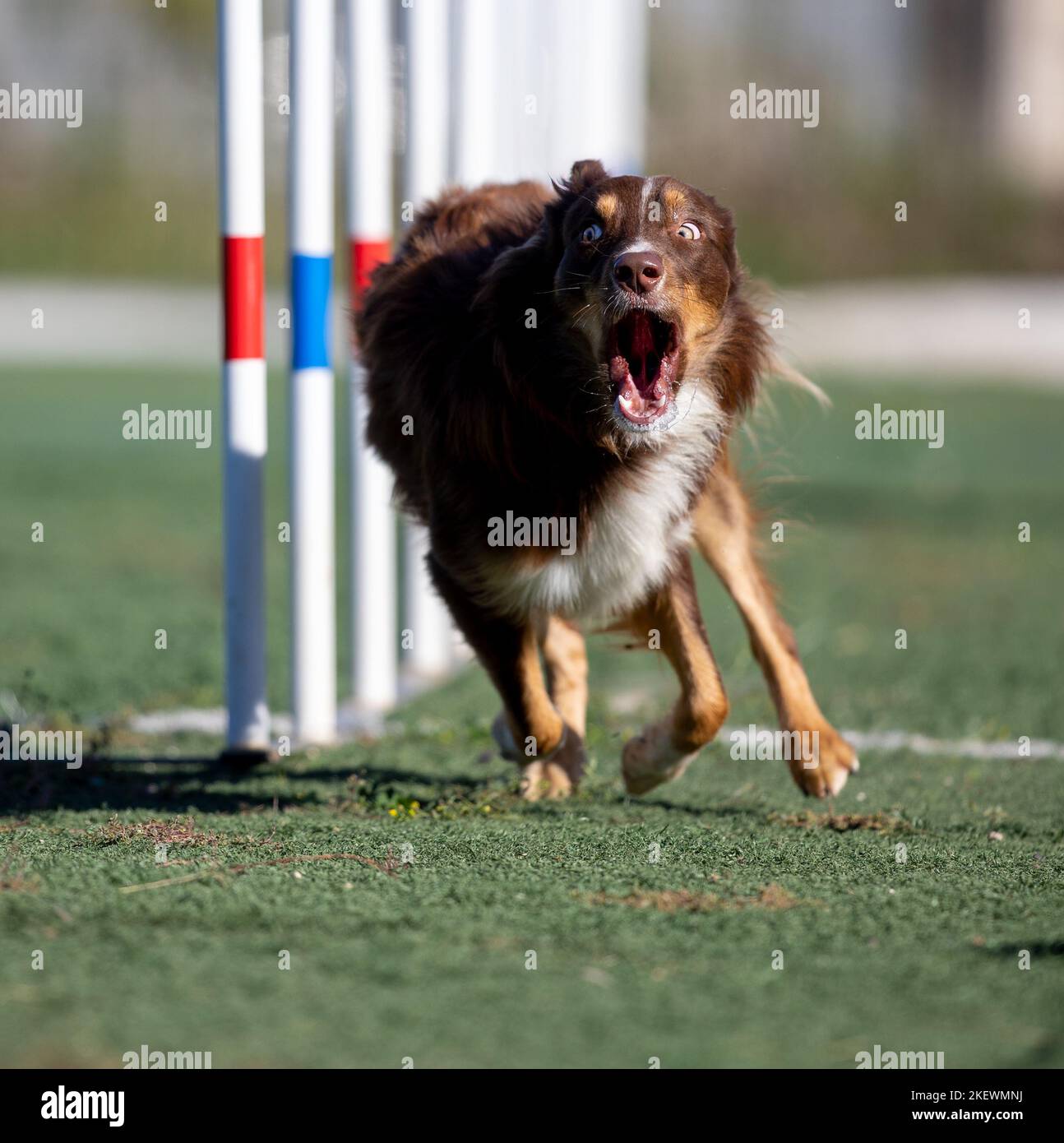 Dog jumping agility competition Stock Photo - Alamy