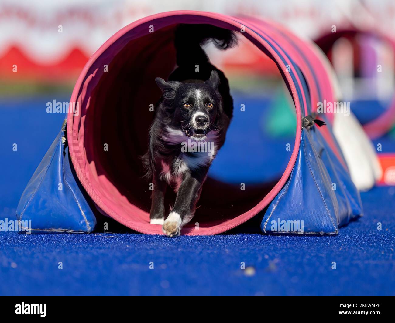 Dog jumping agility competition Stock Photo - Alamy