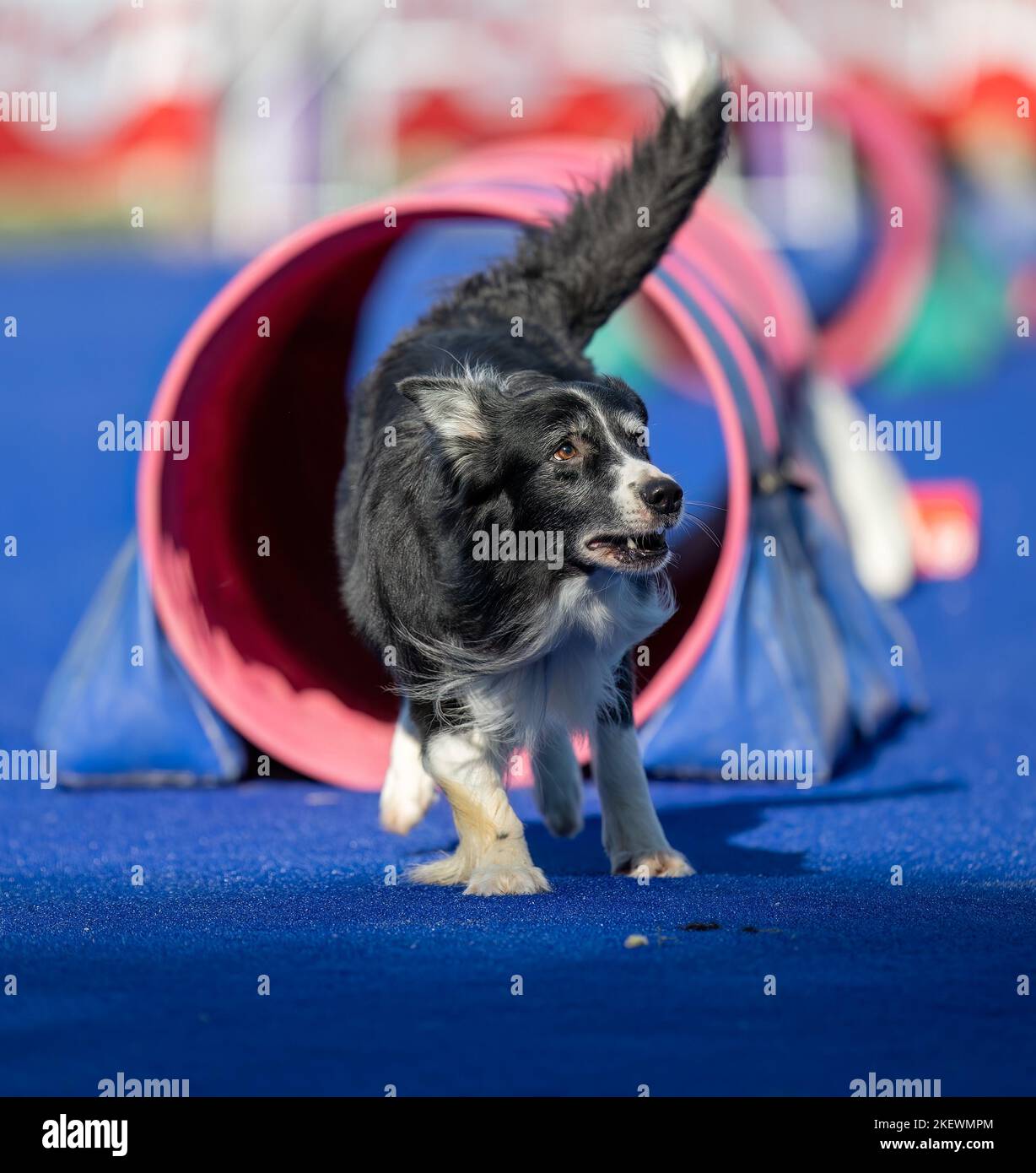 Dog jumping agility competition Stock Photo - Alamy