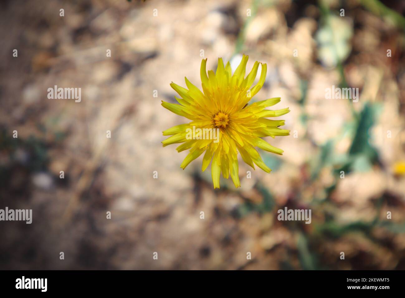 Yellow Alone Standing Bright Flower with Blurry Background of Brown And ...