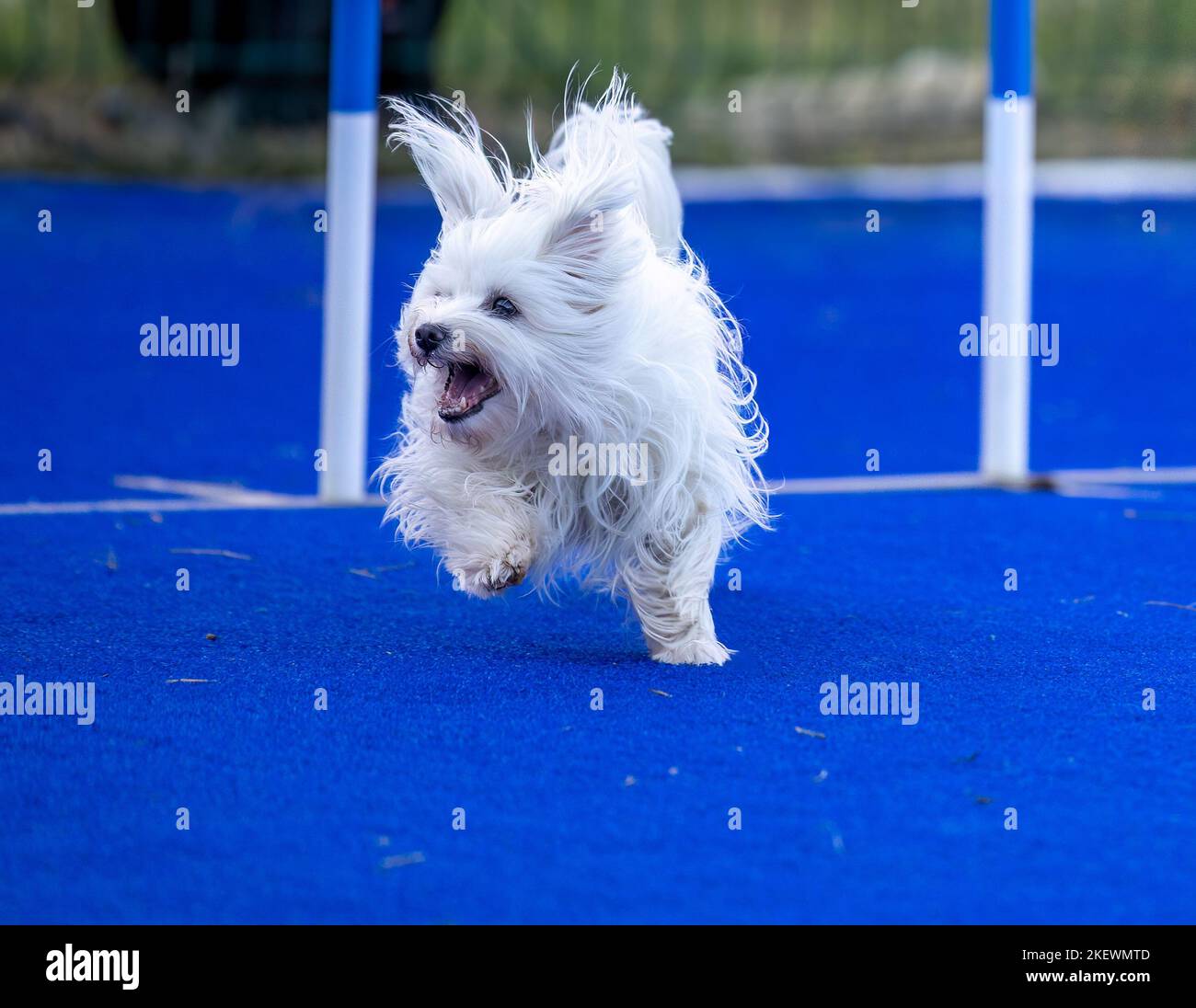 Dog jumping agility competition Stock Photo - Alamy