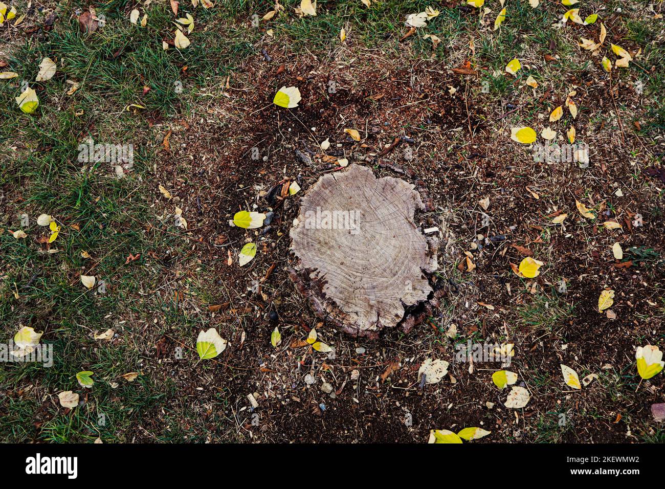 Plany leaves hi-res stock photography and images - Alamy