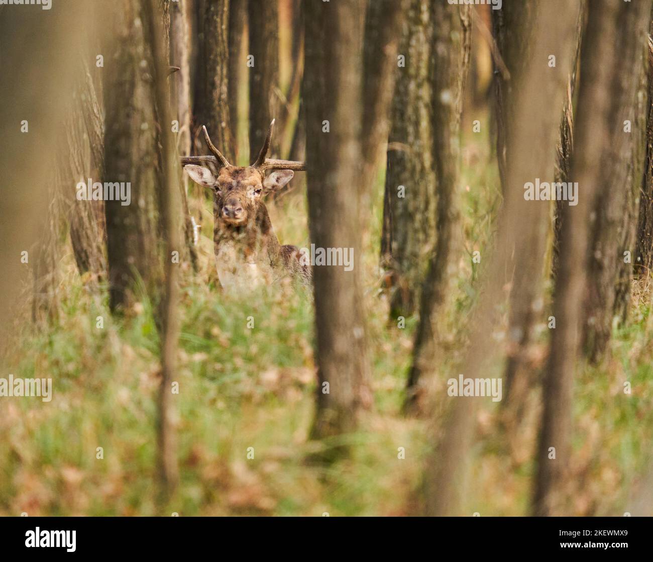 Fallow deer (Dama dama) stag with big horns in the forest Stock Photo ...
