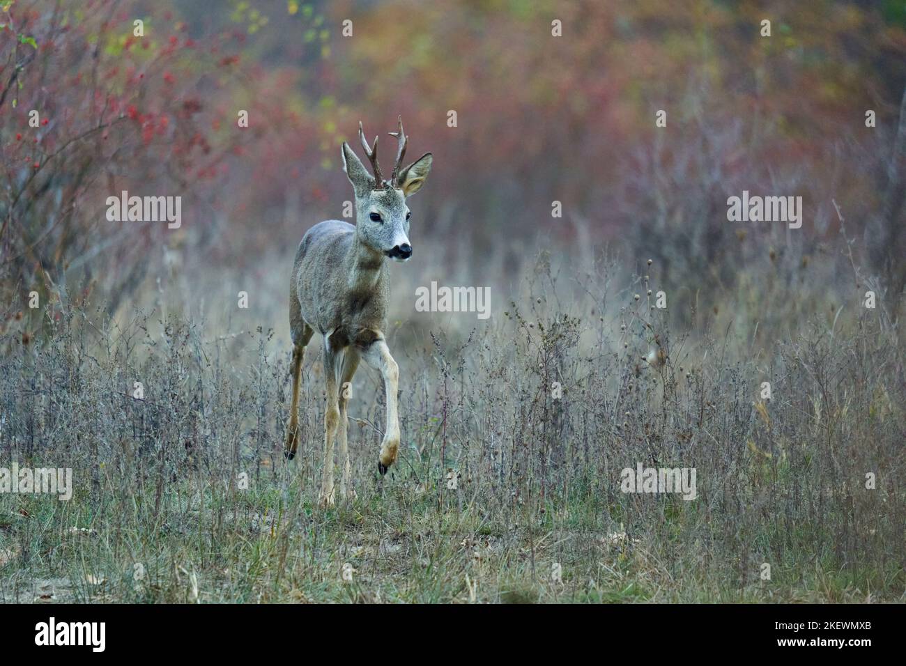 Roebuck on a field by the forest in the autumn Stock Photo - Alamy