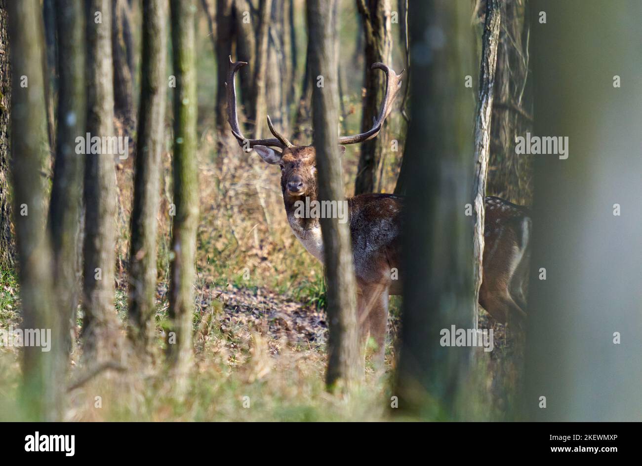 Fallow deer (Dama dama) stag with big horns in the forest Stock Photo ...