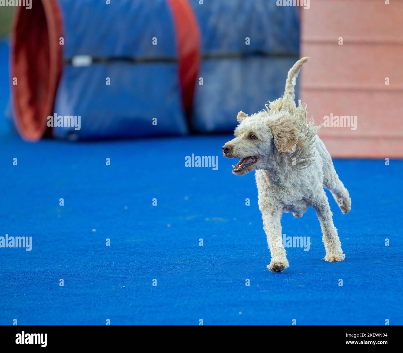 Dog jumping agility competition Stock Photo - Alamy