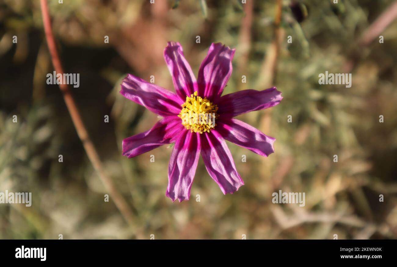 Purple Flower Circled in the Middle Darker Color Standing Alone in ...