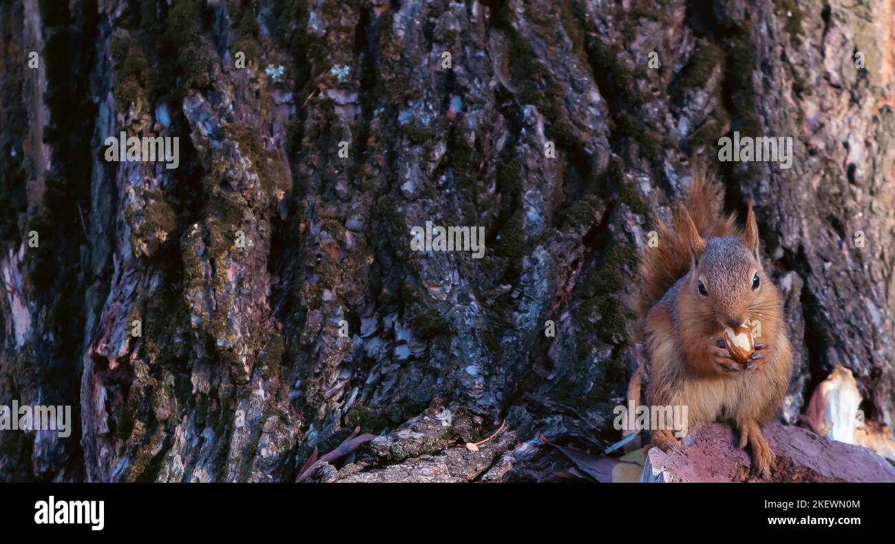 Squirrel enjoying a hazelnut on a tree branch Stock Photo - Alamy