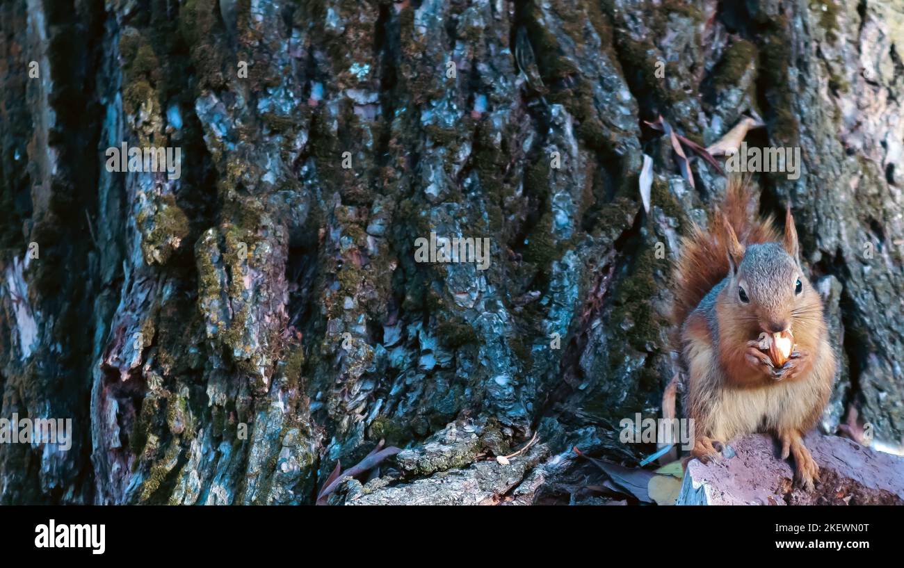 Squirrel enjoying a hazelnut on a tree branch Stock Photo - Alamy