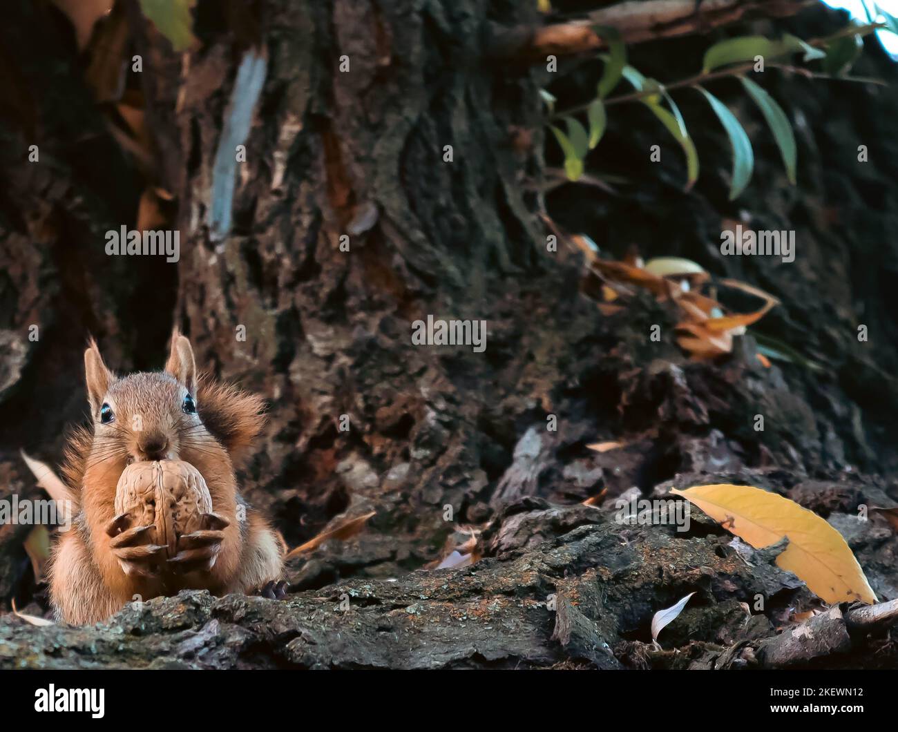 Squirrel enjoying a Walnut on a tree branch in the park Stock Photo - Alamy