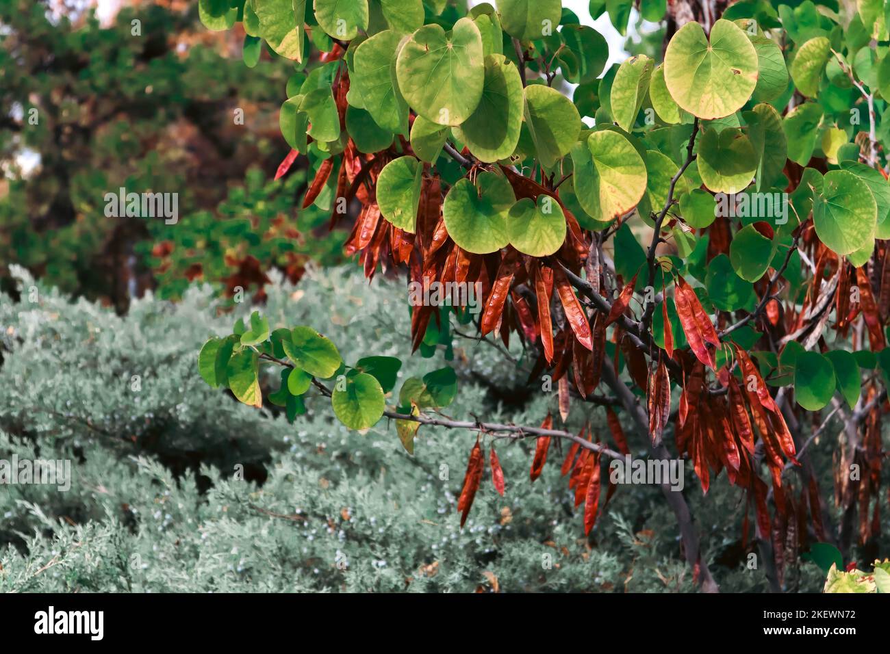 Winter Green Tree Leaves Fallen Brown Plants with Christmas Tree in ...