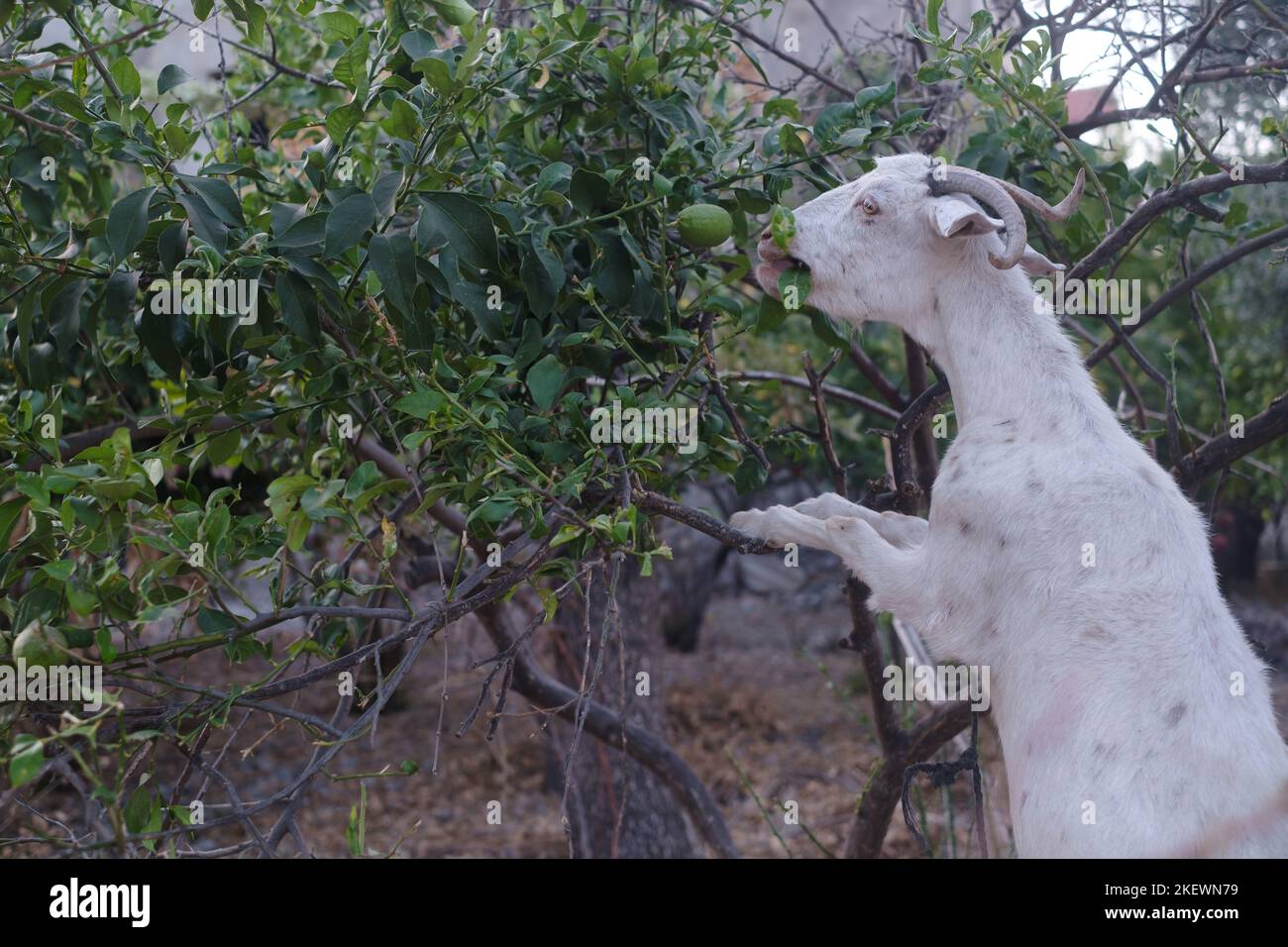 Asian goat hi-res stock photography and images - Alamy