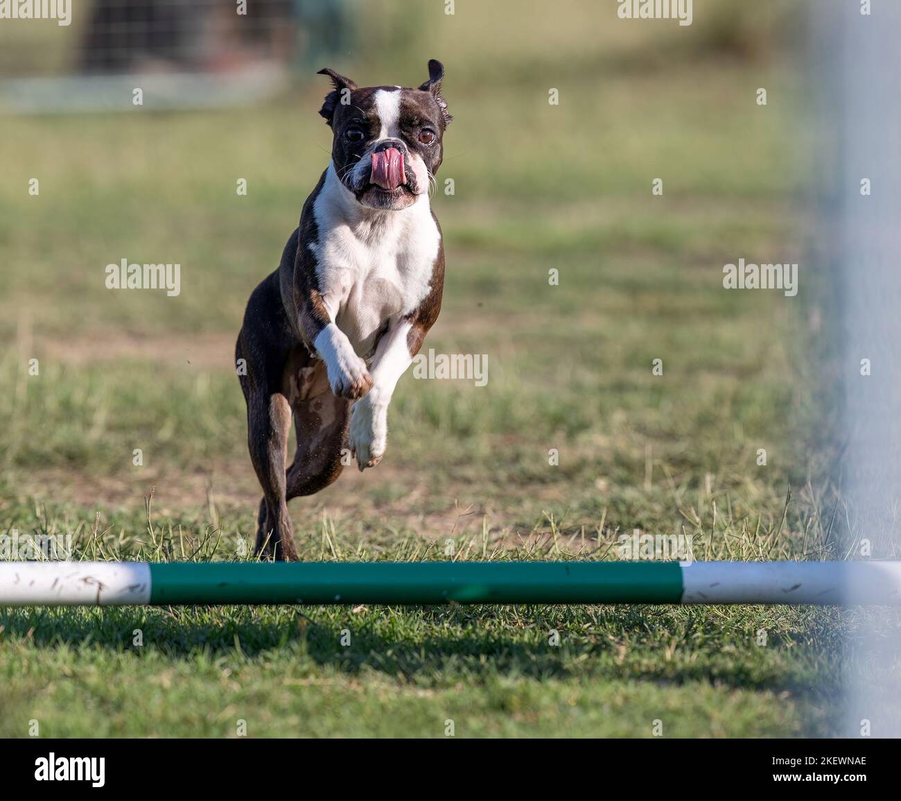 Dog jumping agility competition Stock Photo - Alamy