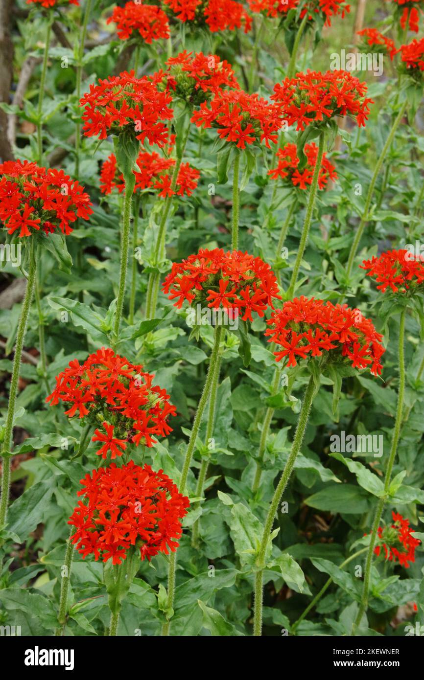 Maltese Cross (Lychnis chalcedonica) in the garden Stock Photo - Alamy