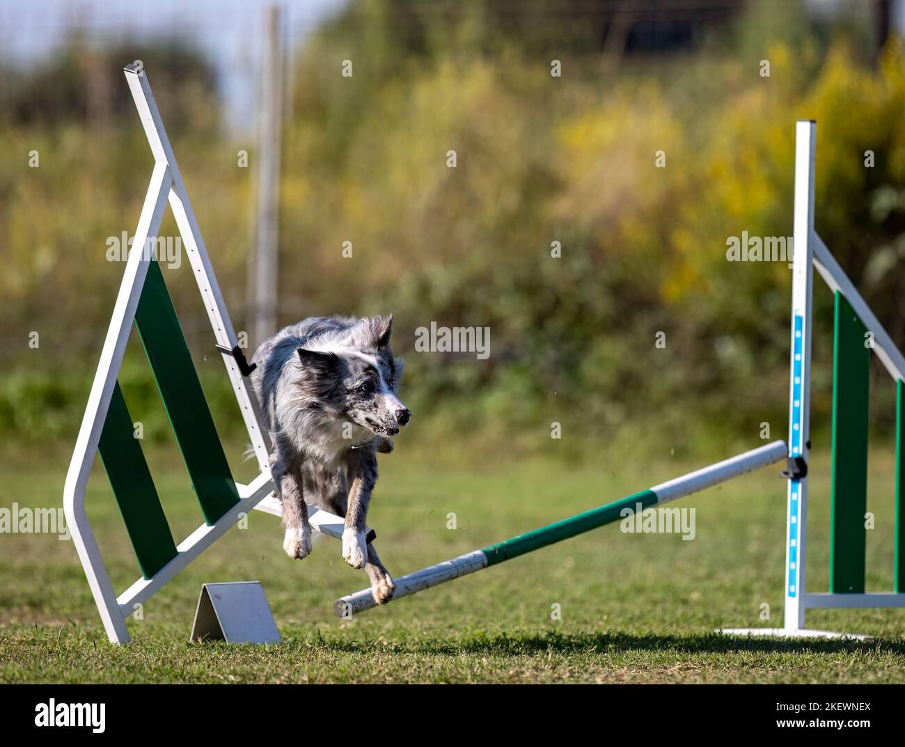 Dog jumping agility competition Stock Photo - Alamy