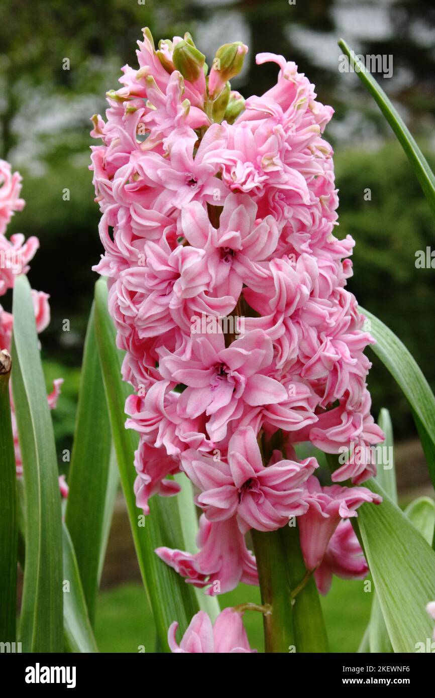 Double hyacinth hi-res stock photography and images - Alamy