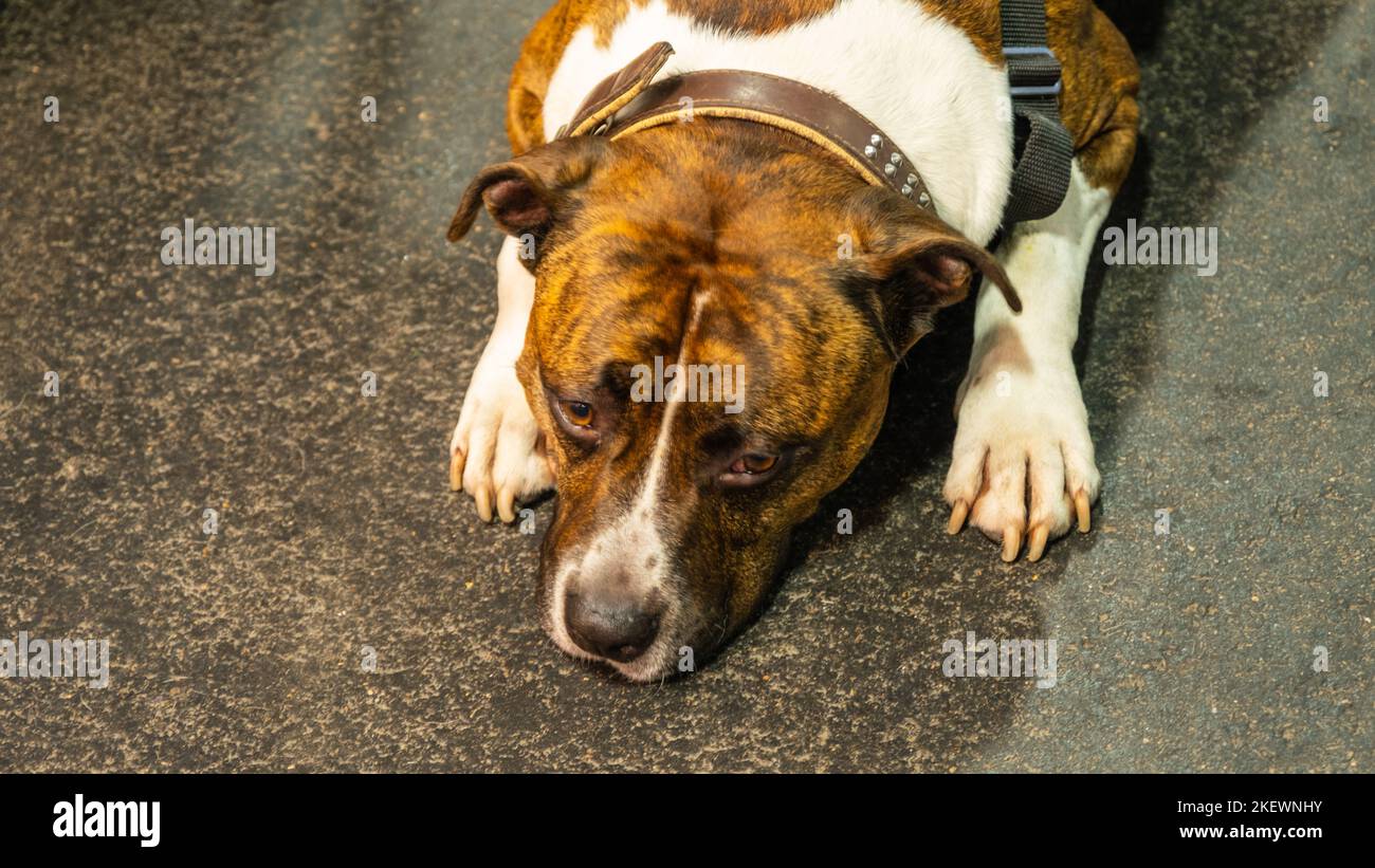 Tired big dog in hi-res stock photography and images - Alamy