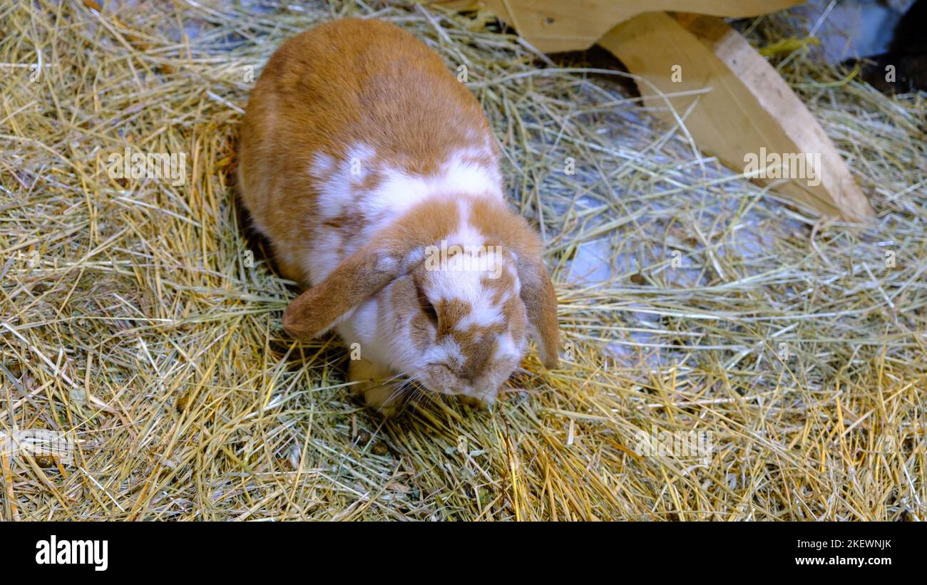 Spotted rabbit hi-res stock photography and images - Alamy