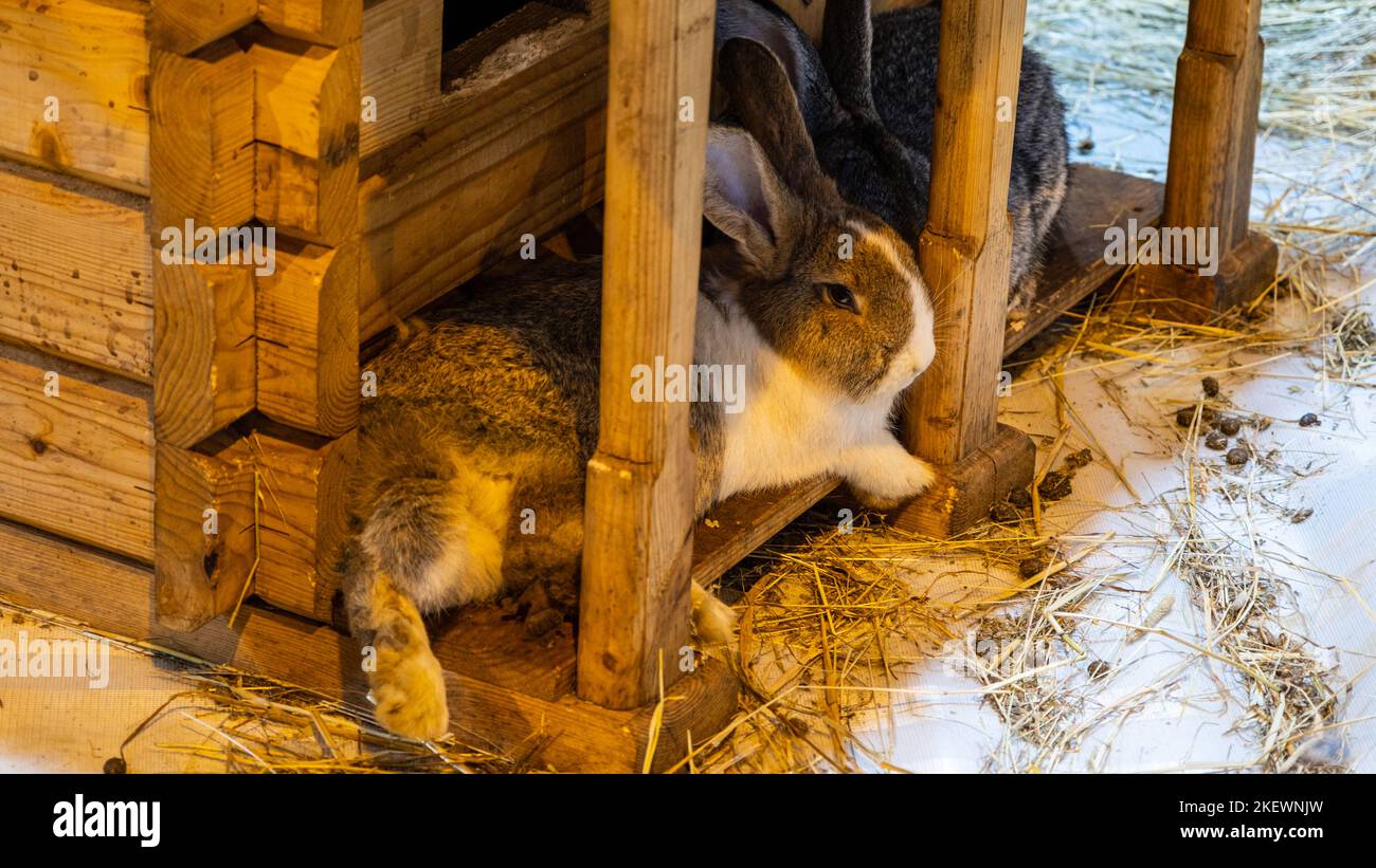two rabbits are sleeping, resting by their little house Stock Photo - Alamy