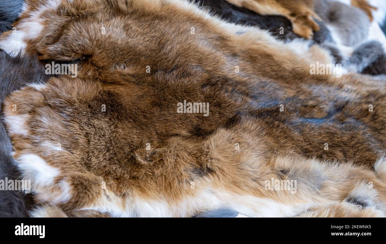Fashion Rabbit skins for sale on a medieval market in Latvia Stock ...