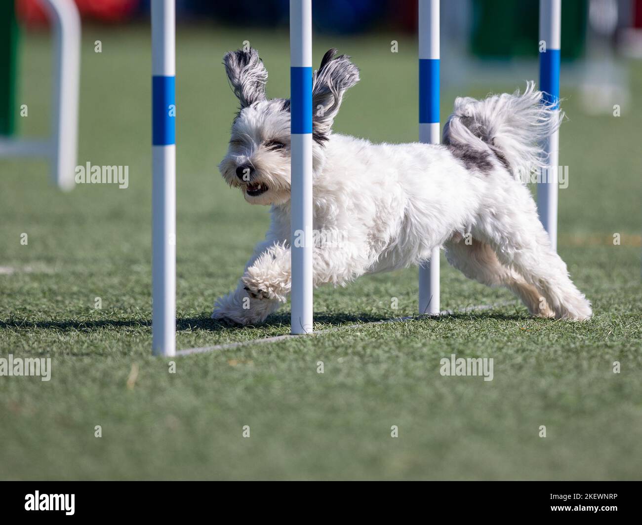 Dog jumping agility competition Stock Photo - Alamy