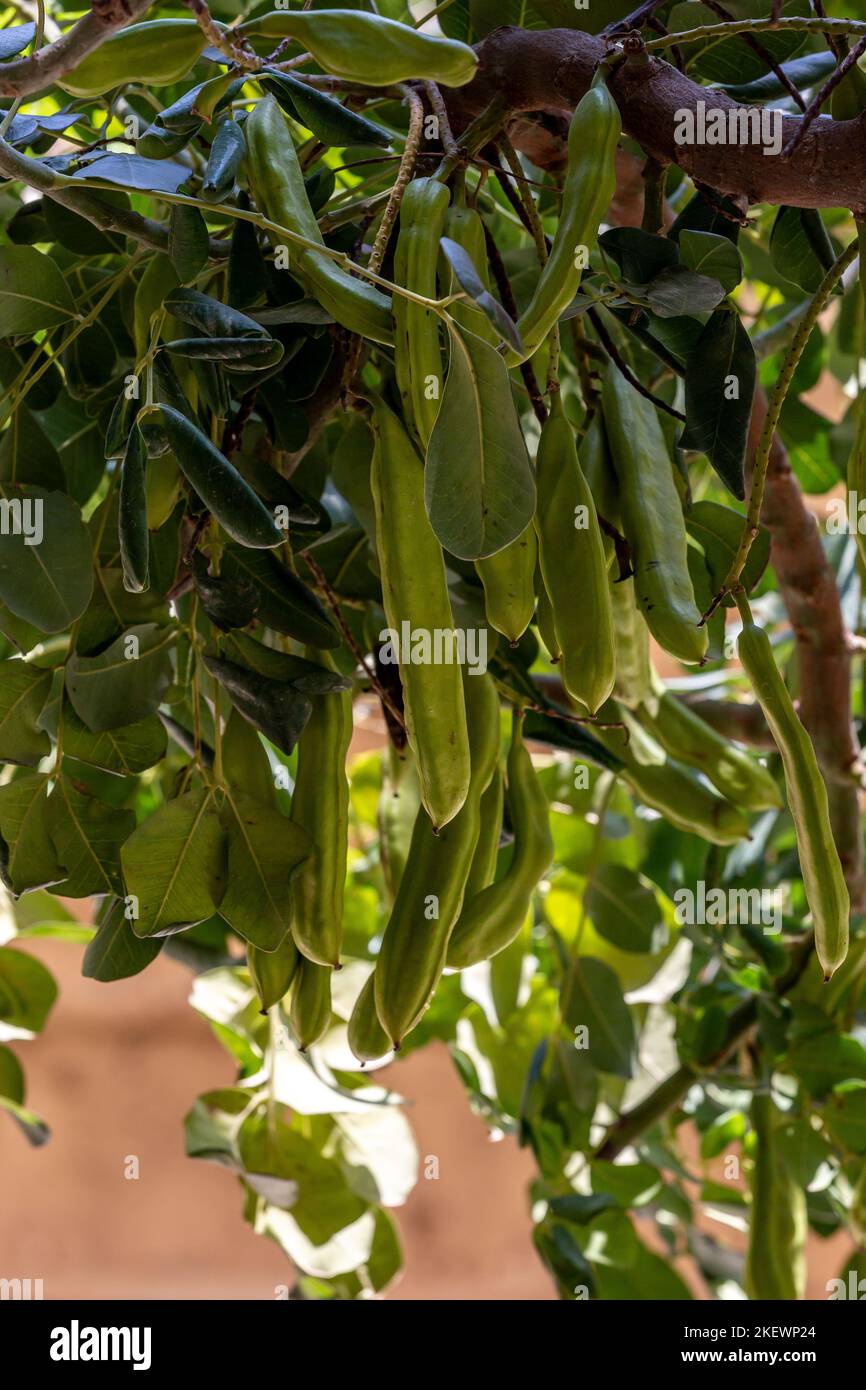 A close up of carob pods growing on a tree in Northern Cyprus, with a ...