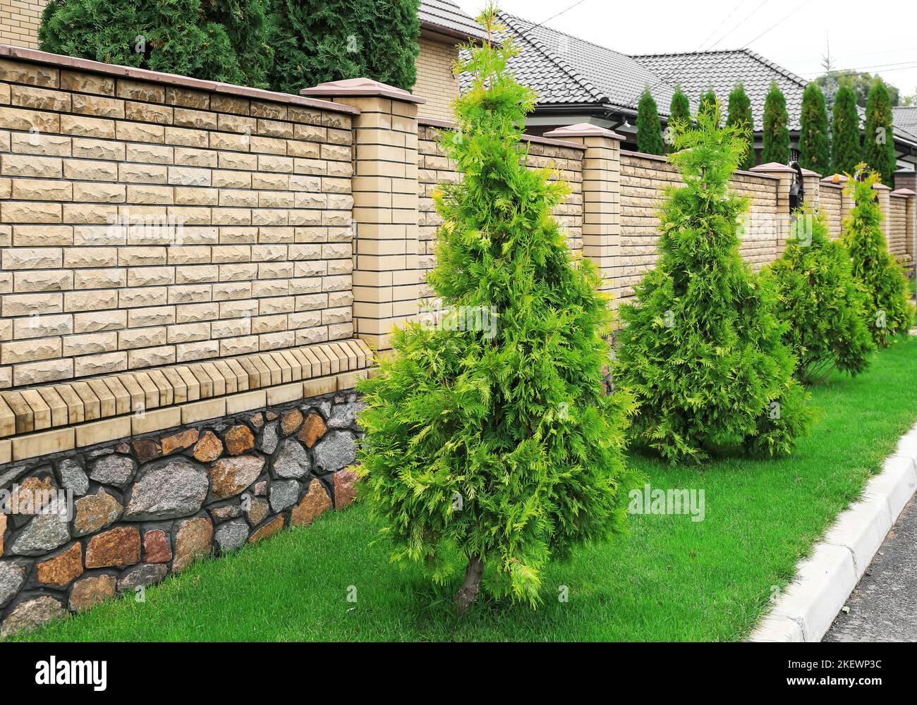 Beautiful juniper trees near fence on street Stock Photo - Alamy