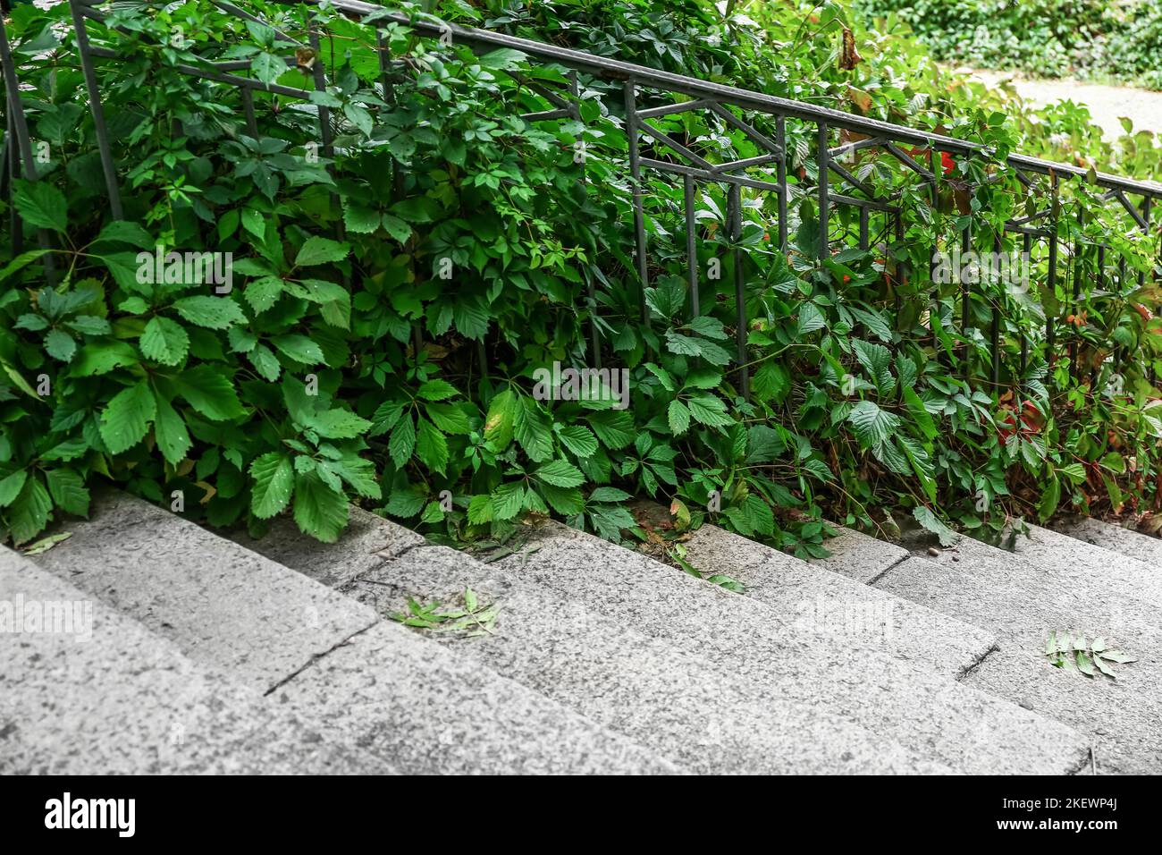 View of stairs and green bushes in park, closeup Stock Photo - Alamy