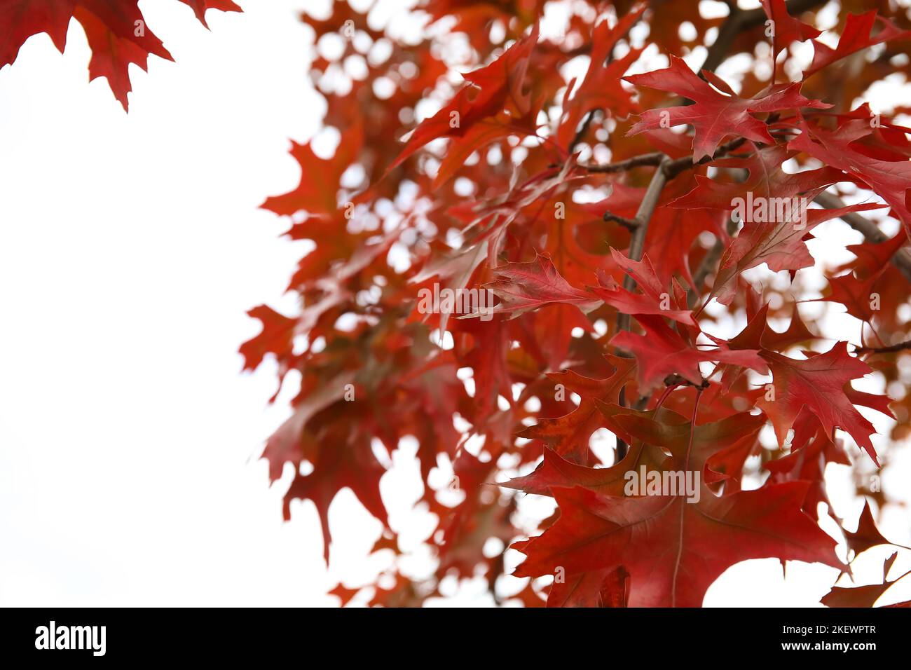 Tree with red leaves in autumn park, closeup Stock Photo - Alamy