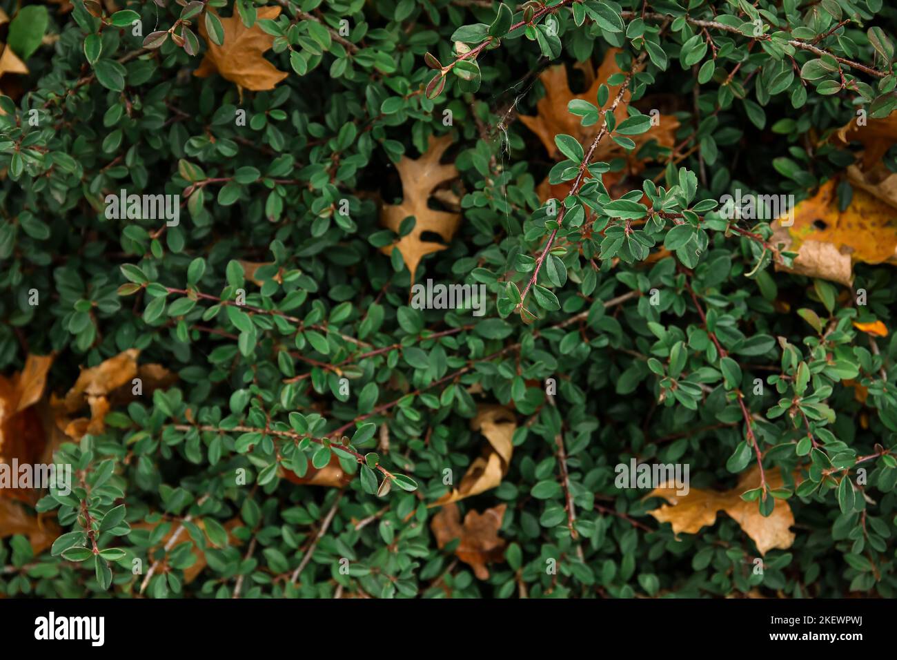 Green bush with fallen leaves in autumn park, closeup Stock Photo - Alamy