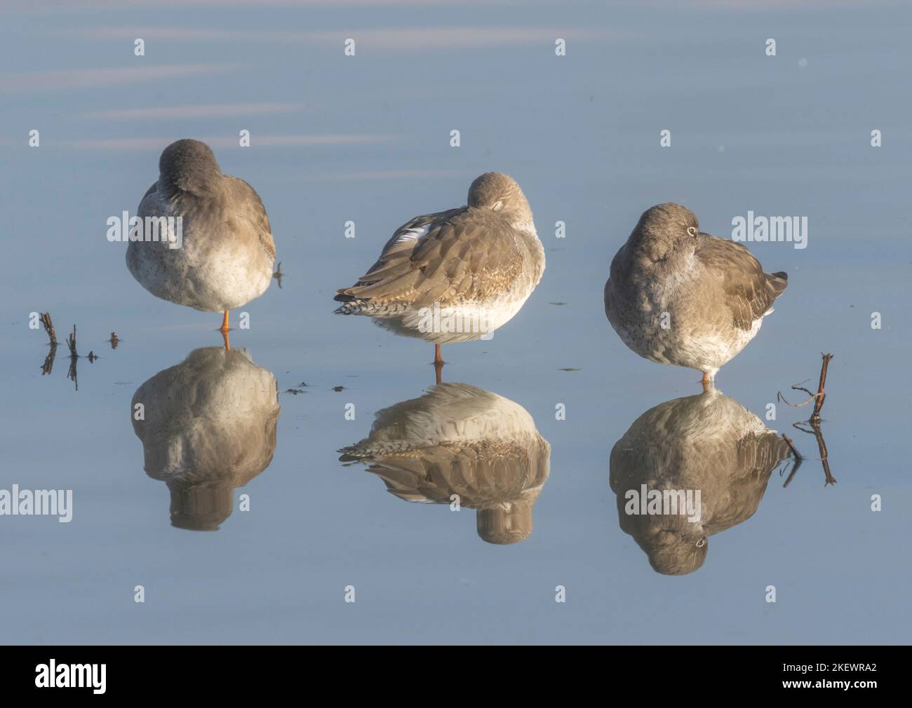 cape shelduck taken at slimbridge on 13/11/2022 Stock Photo - Alamy